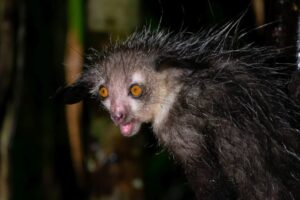 14 Bizarre Aye-Aye Facts - Fact Animal