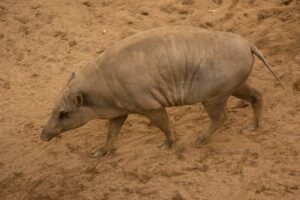 15 Brilliant Babirusa Facts - Fact Animal