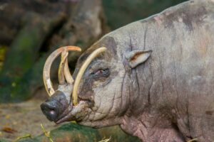 15 Brilliant Babirusa Facts - Fact Animal