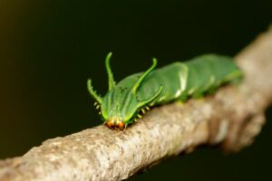 Dragon Headed Caterpillar Facts - Fact Animal