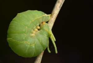 Dragon Headed Caterpillar Facts - Fact Animal