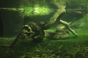 14 Green Anaconda Facts - Fact Animal