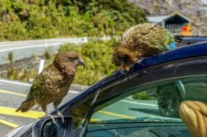 Kea Facts - Fact Animal