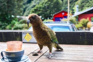 Kea Facts - Fact Animal