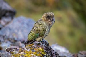 Kea Facts - Fact Animal