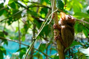 11 Tiny Tarsier Facts - Fact Animal