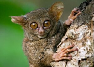 11 Tiny Tarsier Facts - Fact Animal
