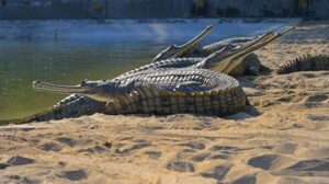 14 Incredible Gharial Facts - Fact Animal