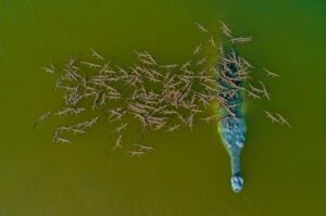 14 Incredible Gharial Facts - Fact Animal
