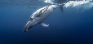 13 Fascinating Humpback Whale Facts - Fact Animal