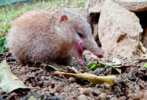 10 Tenrec Facts - Fact Animal