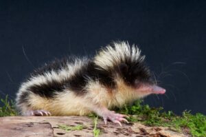 10 Tenrec Facts - Fact Animal