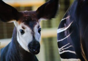 21 Okapi Facts - Fact Animal
