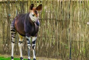 21 Okapi Facts - Fact Animal