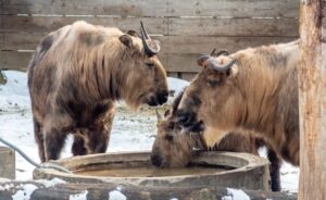 13 Unforgettable Sichuan Takin Facts - Fact Animal