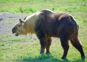 13 Unforgettable Sichuan Takin Facts - Fact Animal