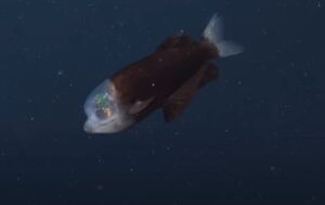14 Crazy Barreleye Fish Facts (Macropinna Microstoma) - Fact Animal