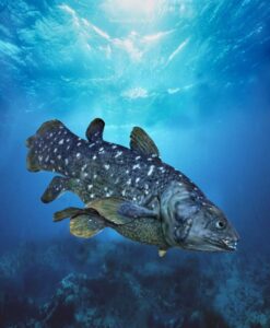 14 Cryptic Coelacanth Facts - Fact Animal