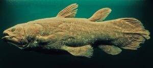 14 Cryptic Coelacanth Facts - Fact Animal
