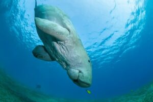 17 Delightful Dugong Facts - Fact Animal