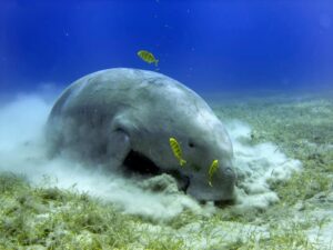 17 Delightful Dugong Facts - Fact Animal