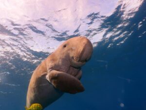 17 Delightful Dugong Facts - Fact Animal