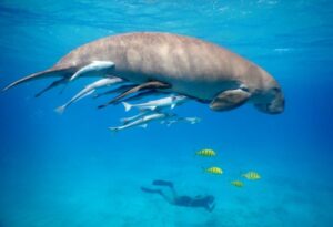 17 Delightful Dugong Facts - Fact Animal