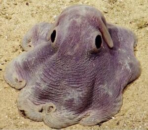 14 Dumbo Octopus Facts - Fact Animal