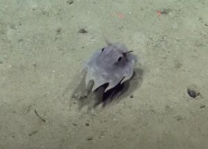 14 Dumbo Octopus Facts - Fact Animal
