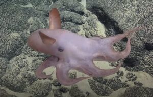 14 Dumbo Octopus Facts - Fact Animal