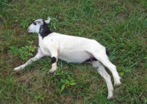 17 Adorable Fainting Goat Facts - Fact Animal