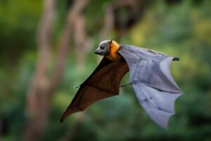 15 Flying Fox Facts - Fact Animal