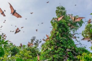 15 Flying Fox Facts - Fact Animal