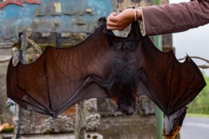 15 Flying Fox Facts - Fact Animal