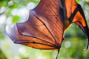 15 Flying Fox Facts - Fact Animal