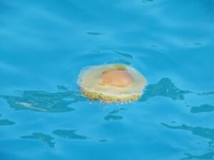 12 Egg-mazing Fried Egg Jellyfish Facts - Fact Animal