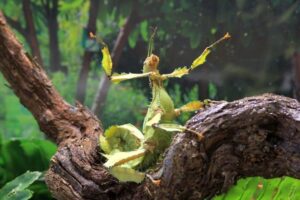14 Fascinating Stick Insect Facts - Fact Animal