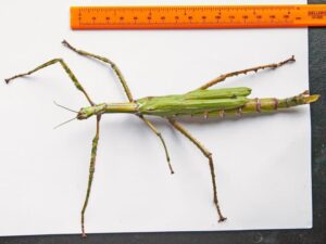 14 Fascinating Stick Insect Facts - Fact Animal
