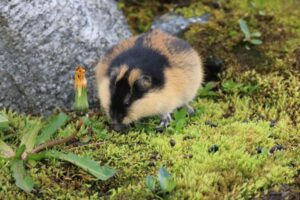 16 Lovable Lemming Facts - Fact Animal