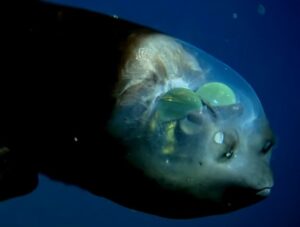 14 Crazy Barreleye Fish Facts (Macropinna Microstoma) - Fact Animal