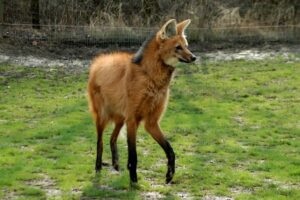 12 Memorable Maned Wolf Facts - Fact Animal