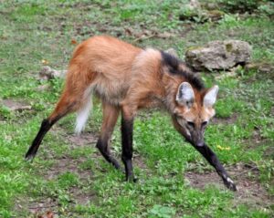 12 Memorable Maned Wolf Facts - Fact Animal