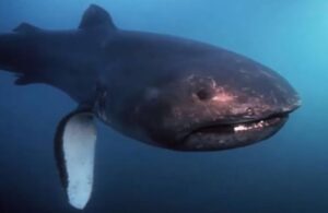 12 Elusive Megamouth Shark Facts - Fact Animal