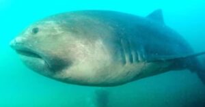 12 Elusive Megamouth Shark Facts - Fact Animal