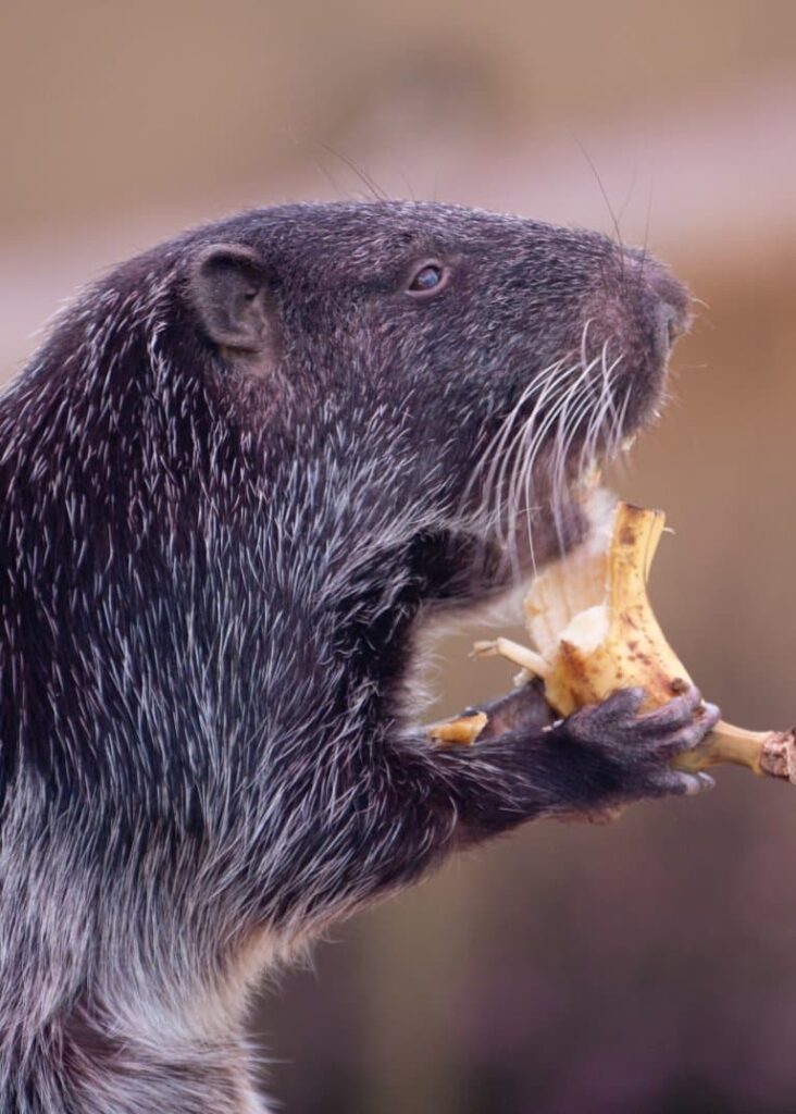 11 Peculiar Pacarana Facts - Fact Animal