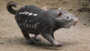 11 Peculiar Pacarana Facts - Fact Animal