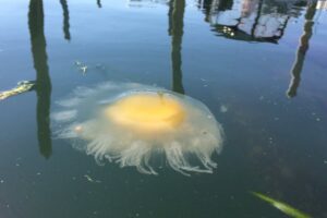 12 Egg-mazing Fried Egg Jellyfish Facts - Fact Animal