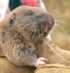 12 Great Gopher Facts - Fact Animal