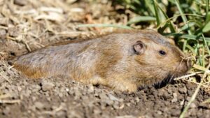 12 Great Gopher Facts - Fact Animal