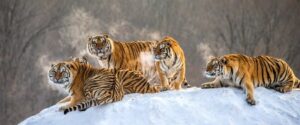 14 Siberian Tiger Facts - Fact Animal